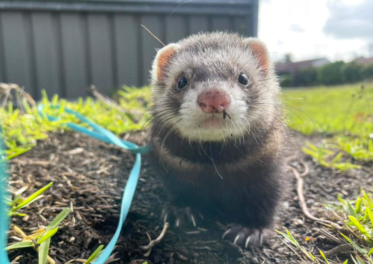Ferret Owners Australia – FerretOwnersAustralia