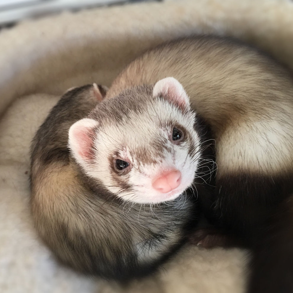 Donate To Ferret Owners Australia | Help Ferrets In Need ...